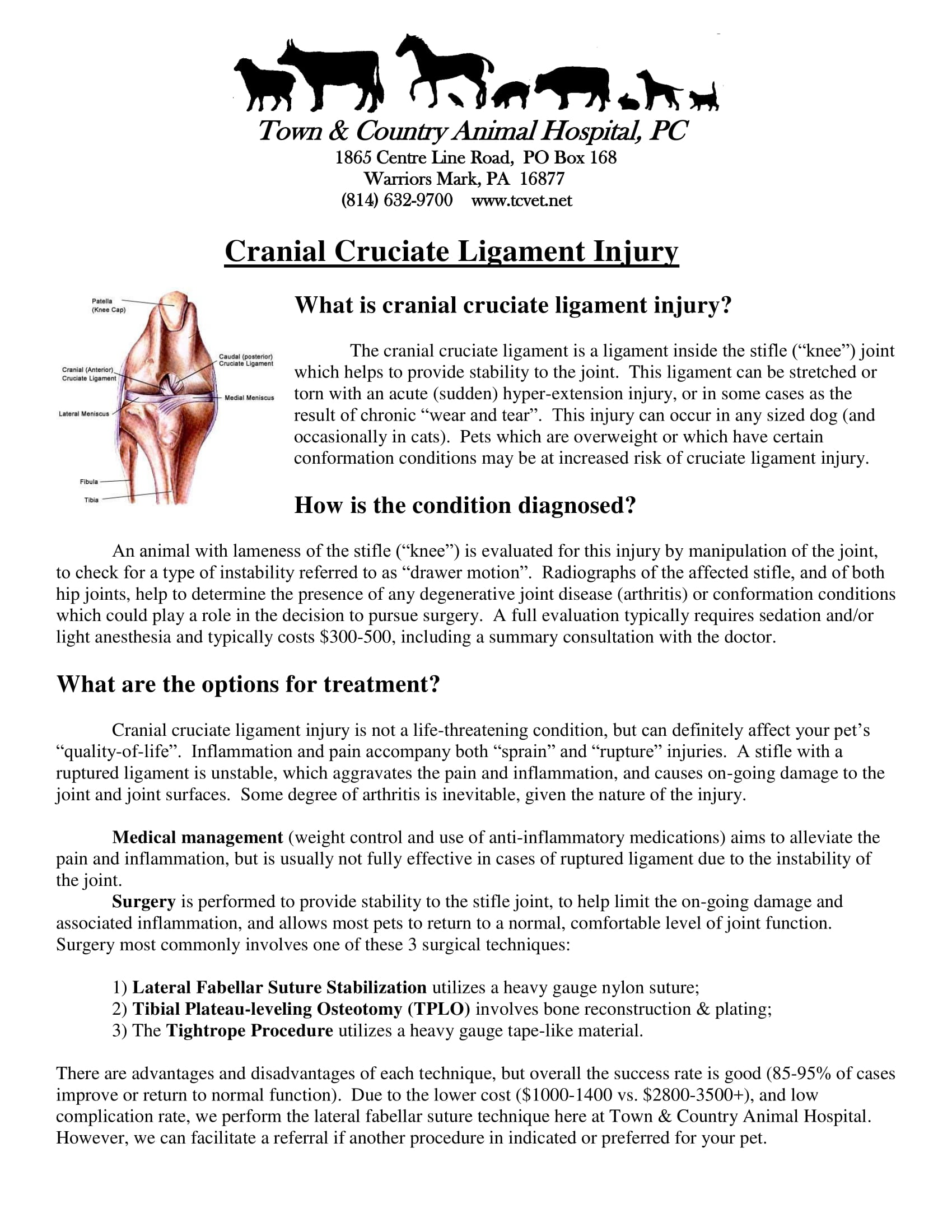 Canine Cranial Cruciate Ligament Injury